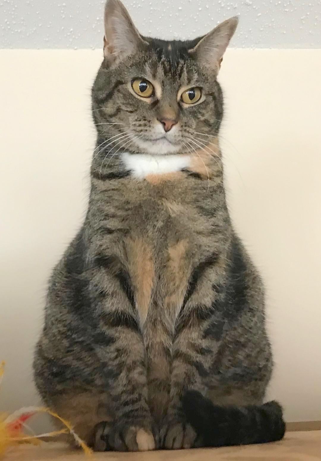 Happy Tails: Jack, Louie, and Amber | The Cat Network