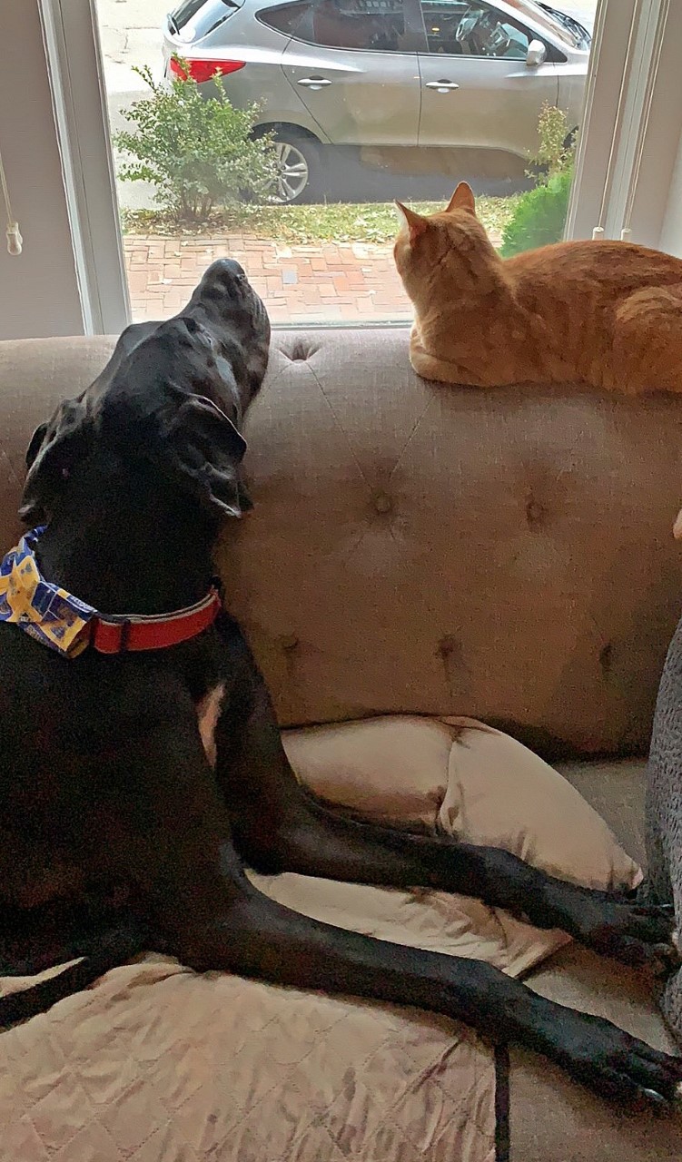 Happy Tails: Buster (formerly Kevin the Minion - FIV+) | The Cat Network