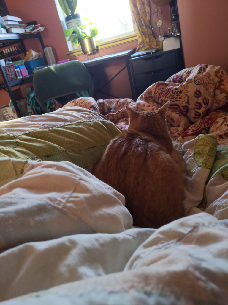 Happy Tails: Boss | The Cat Network